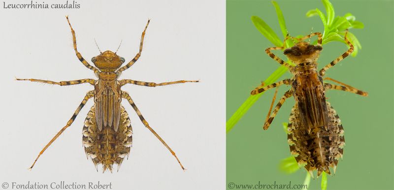 Libellenlarven – unvollendetes Lebenswerk von Paul-Andre Robert ...