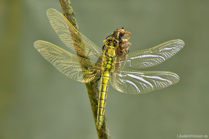Libellen – Odonata | LibellenWissen.de